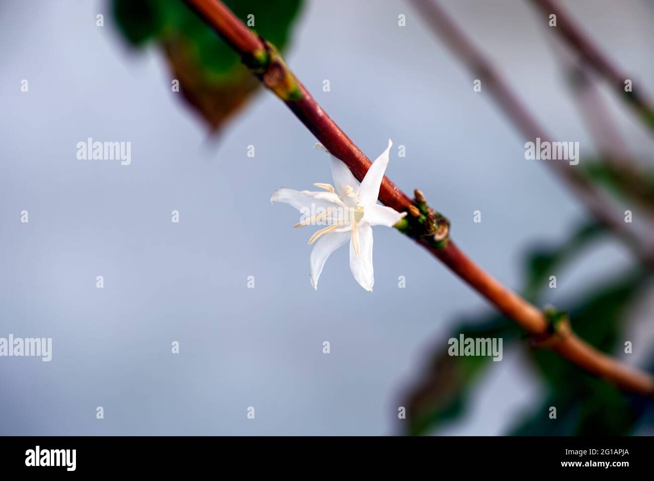 Coffea arabica plant flower hi-res stock photography and images - Alamy