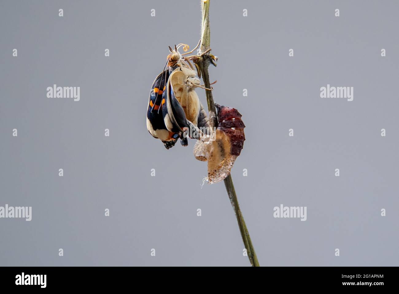 Chrysalis butterfly hi-res stock photography and images - Alamy