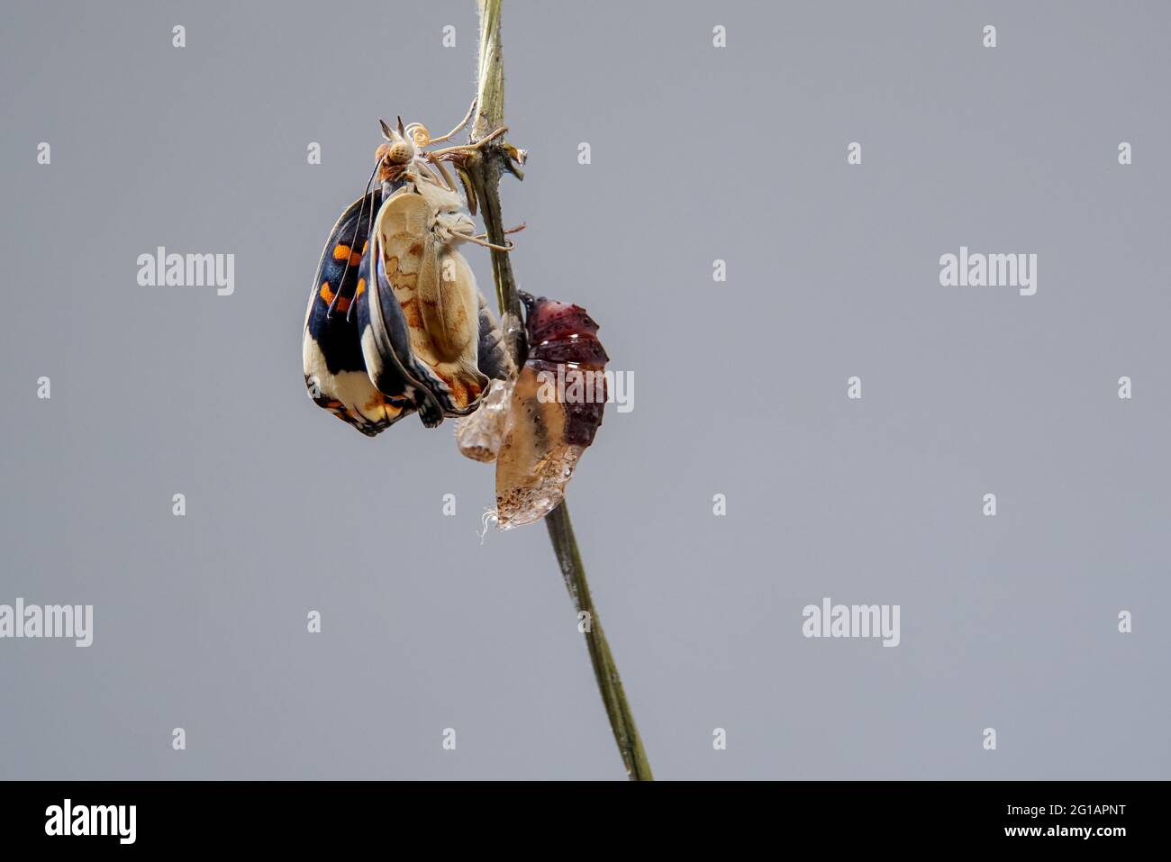 Close up of new born Blue Pansy Butterfly hatching out of pupa or ...