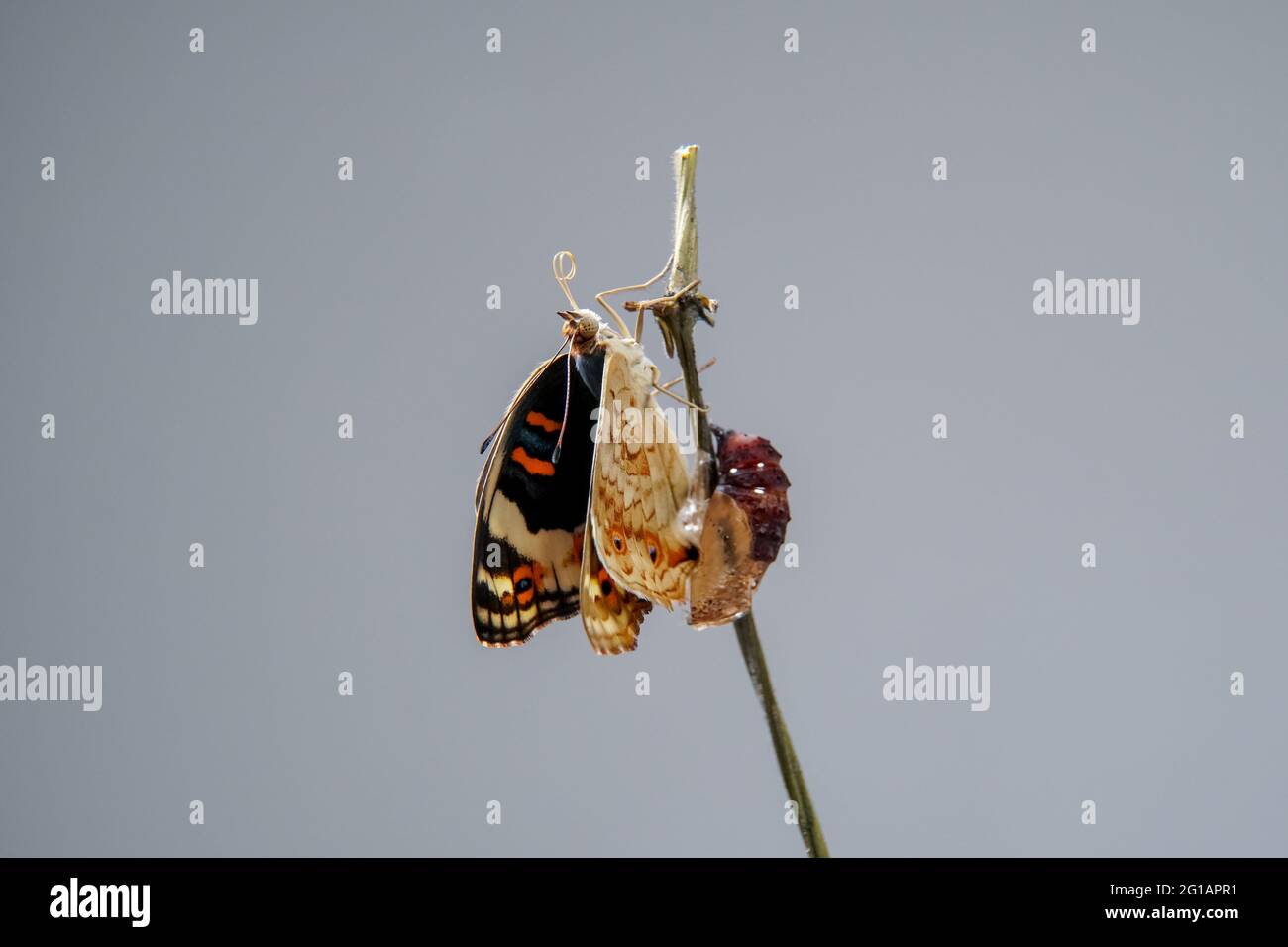 Monarch butterfly hatching cocoon hi-res stock photography and images ...