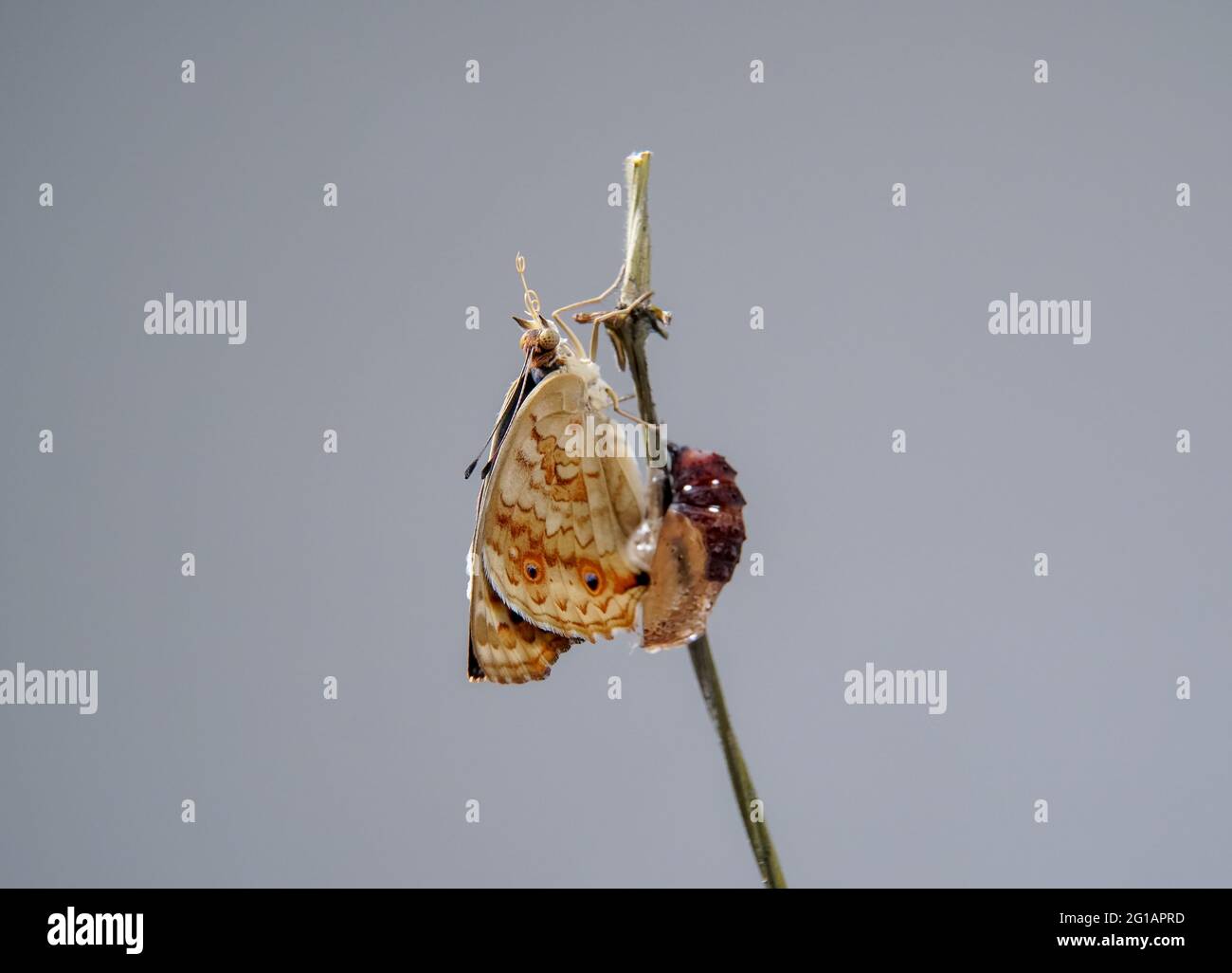 Monarch butterfly hatching cocoon hi-res stock photography and images ...