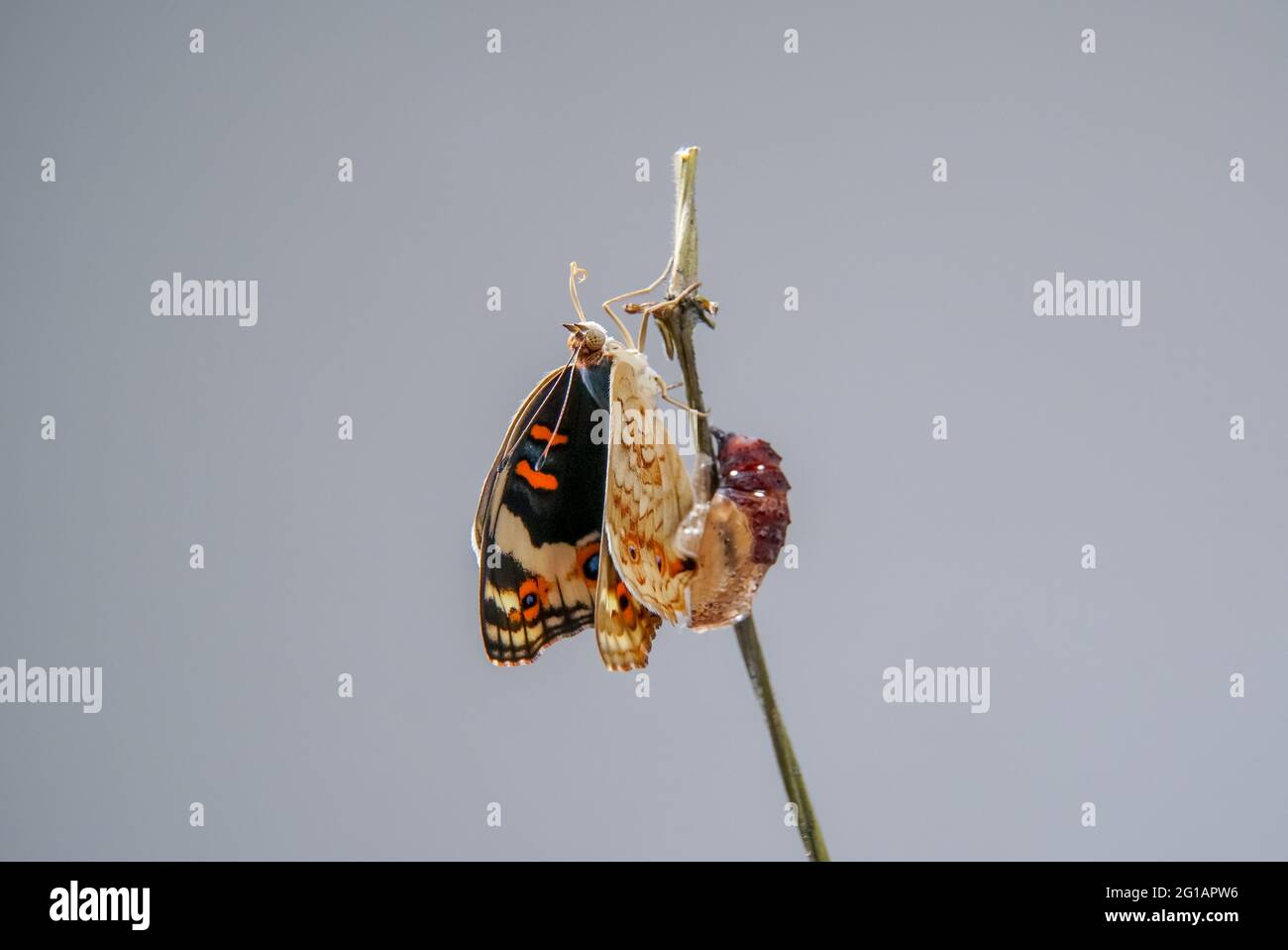 Monarch butterfly hatching cocoon hi-res stock photography and images ...