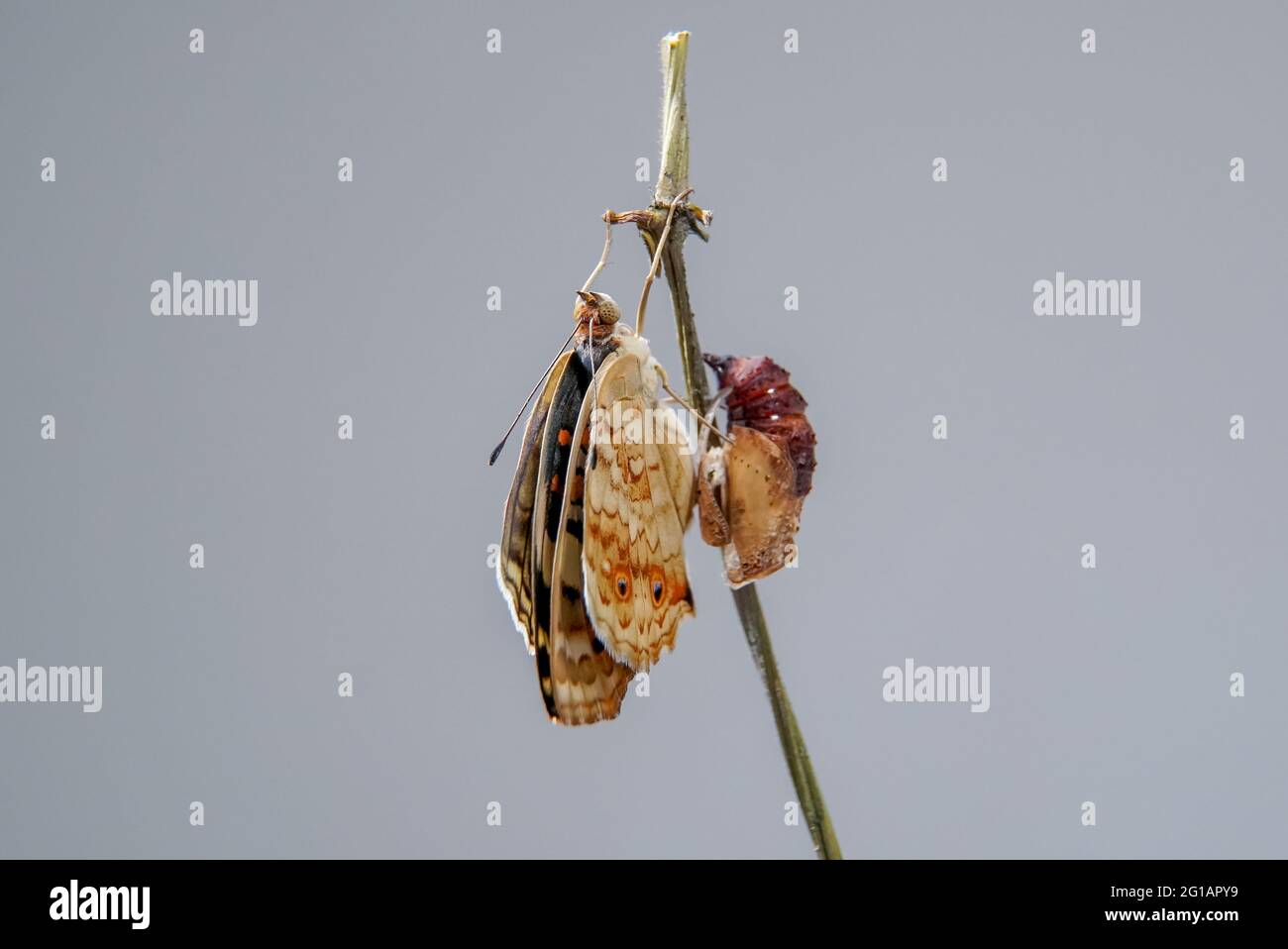 Monarch butterfly hatching cocoon hi-res stock photography and images ...