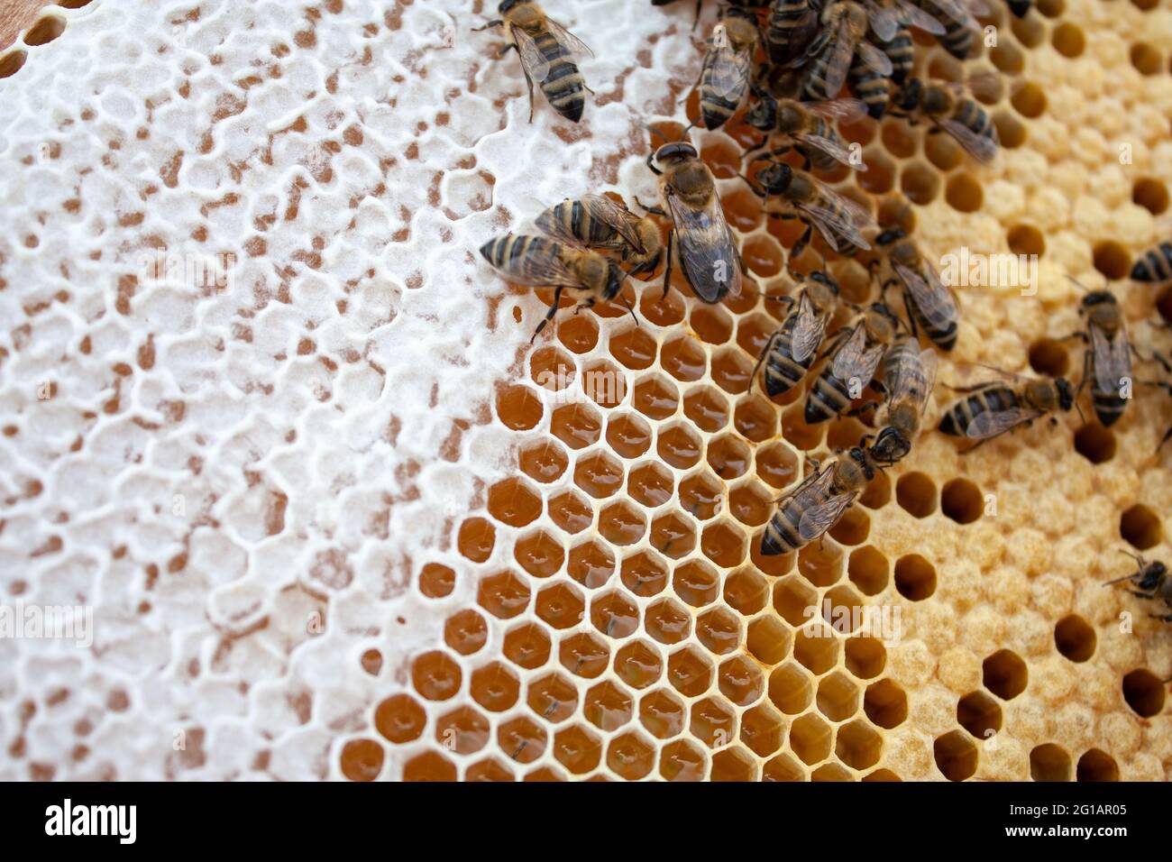 Honey bees on frame with bee brood and honey Stock Photo - Alamy