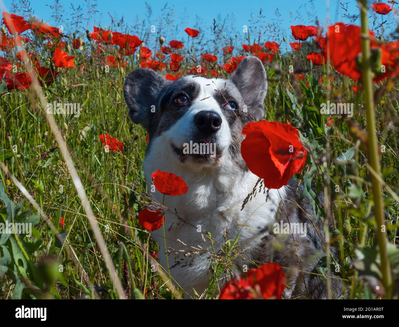 Handsome Gray Welsh Corgi Cardigan Dog in the fresh poppies field ...