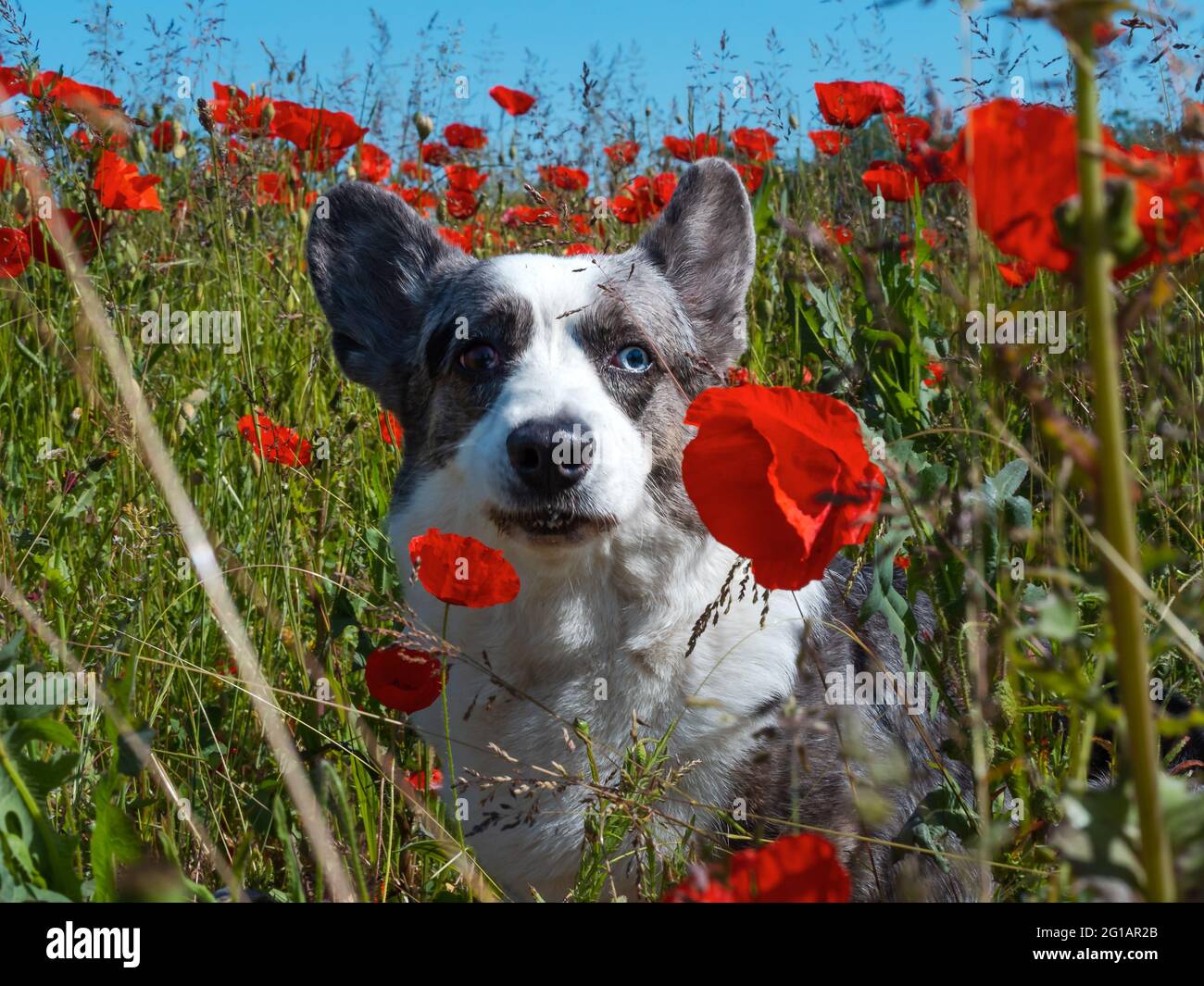 Handsome Gray Welsh Corgi Cardigan Dog in the fresh poppies field ...