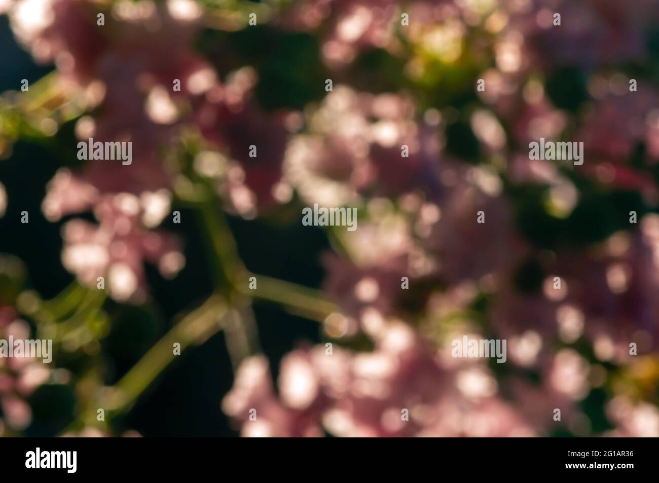 Abstract pink background blurred flower hi-res stock photography and ...