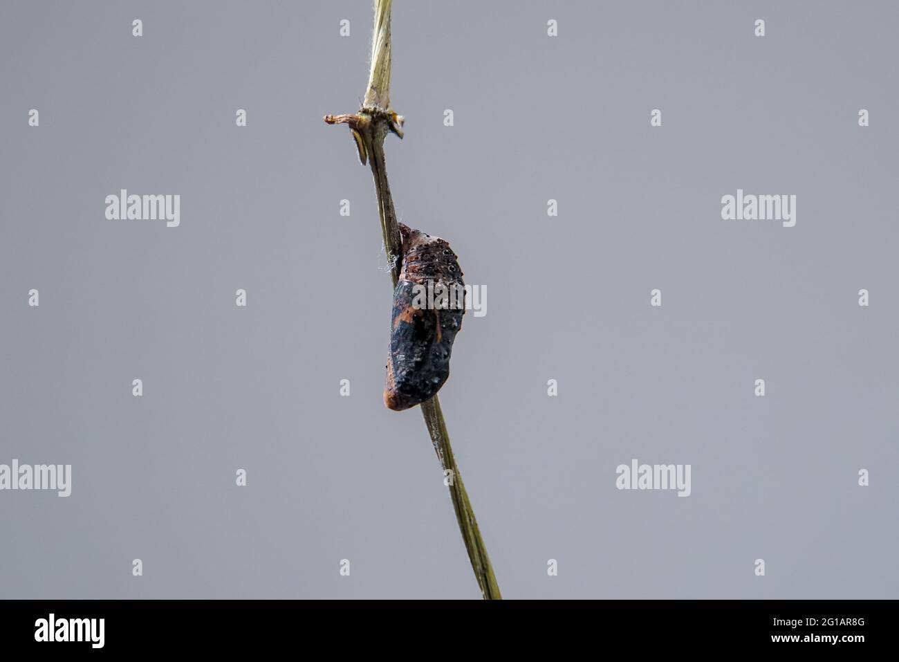 Monarch butterfly chrysalis stages hi-res stock photography and images ...
