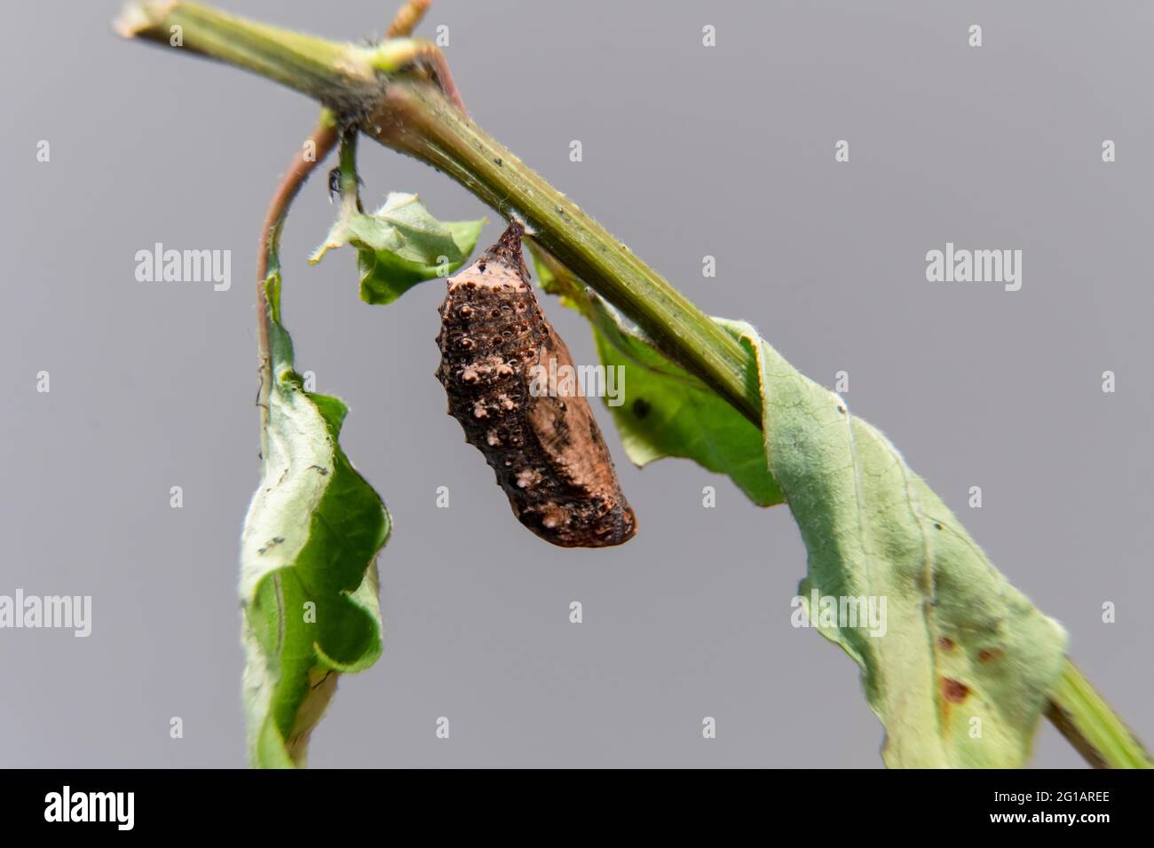 Monarch butterfly chrysalis stages hi-res stock photography and images ...