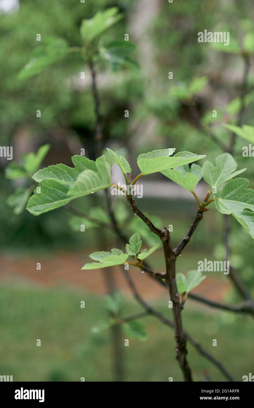 Fig tree leaves blossomed on a branch Stock Photo - Alamy
