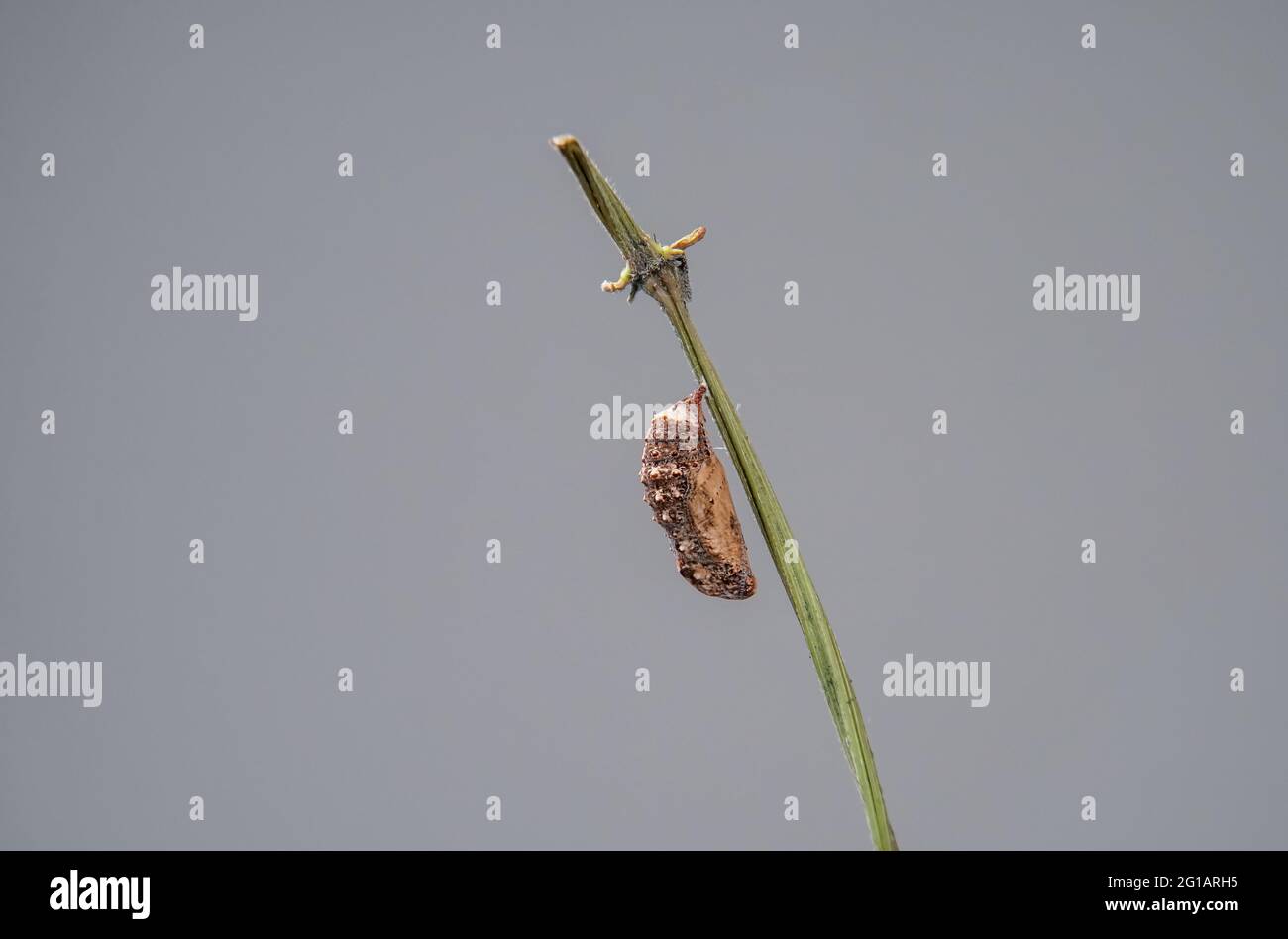 Butterfly pupae stages hi-res stock photography and images - Alamy