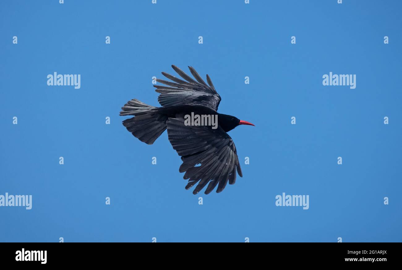 Cornish choughs breeding success 2021 hi-res stock photography and ...