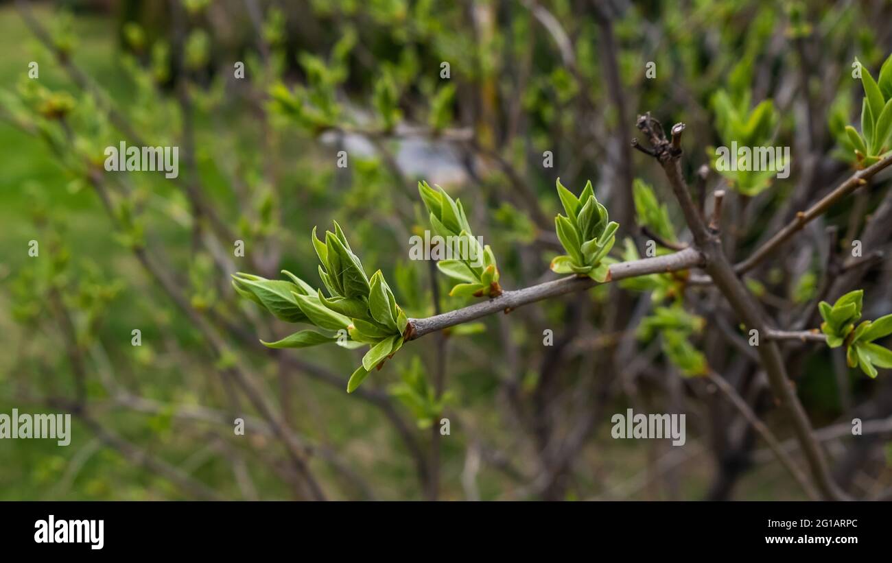 Swollen stem hi-res stock photography and images - Alamy