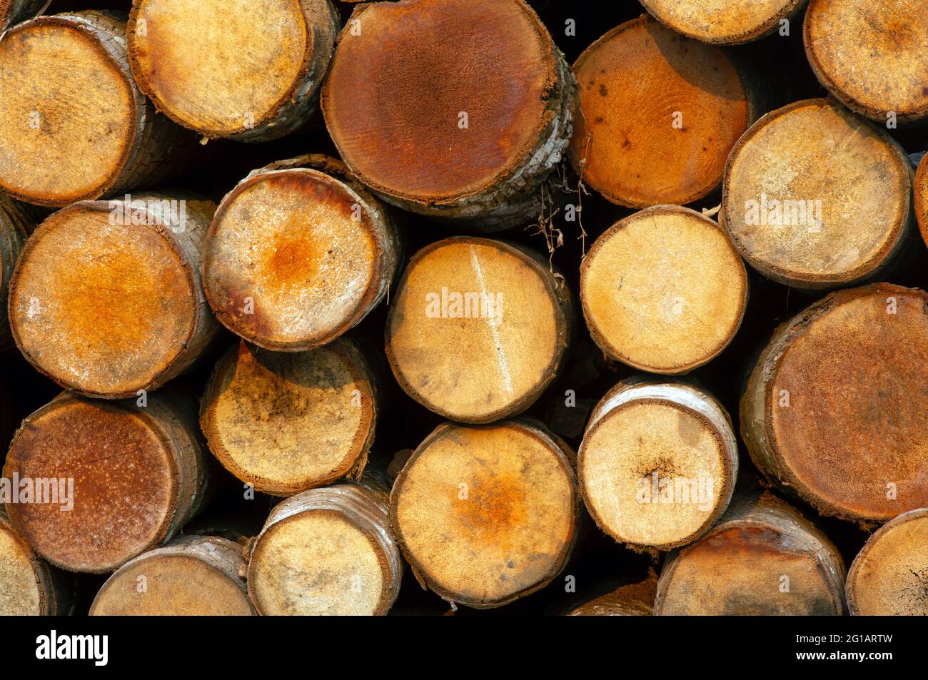 Stack of coconut tree trunks (Cocos nucifera), wood logs. Front view ...