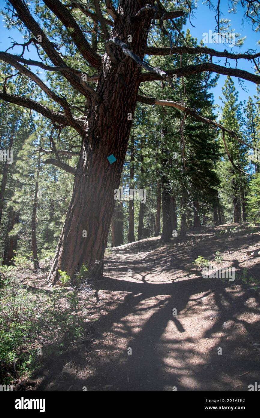 Inyo Craters is a young volcanic crater near Mammoth Lakes in Mono ...