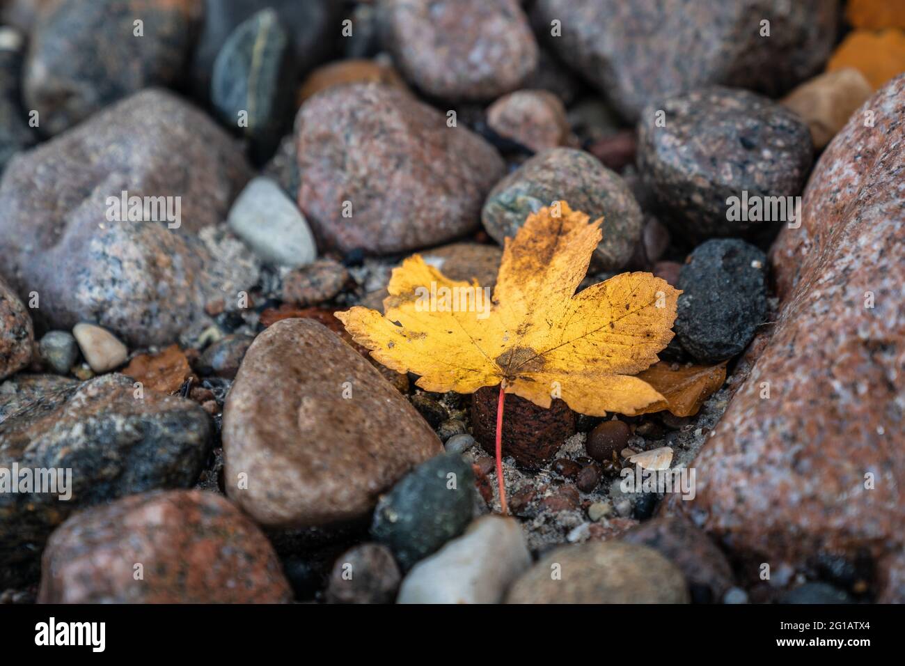 A dry yellow maple leaf thrown on rough pebbles Stock Photo - Alamy