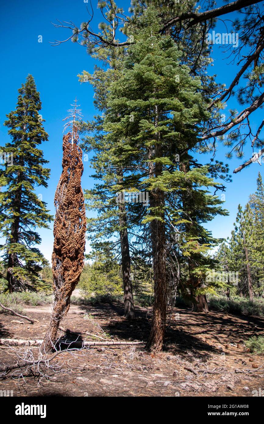 Inyo Craters is a young volcanic crater near Mammoth Lakes in Mono ...
