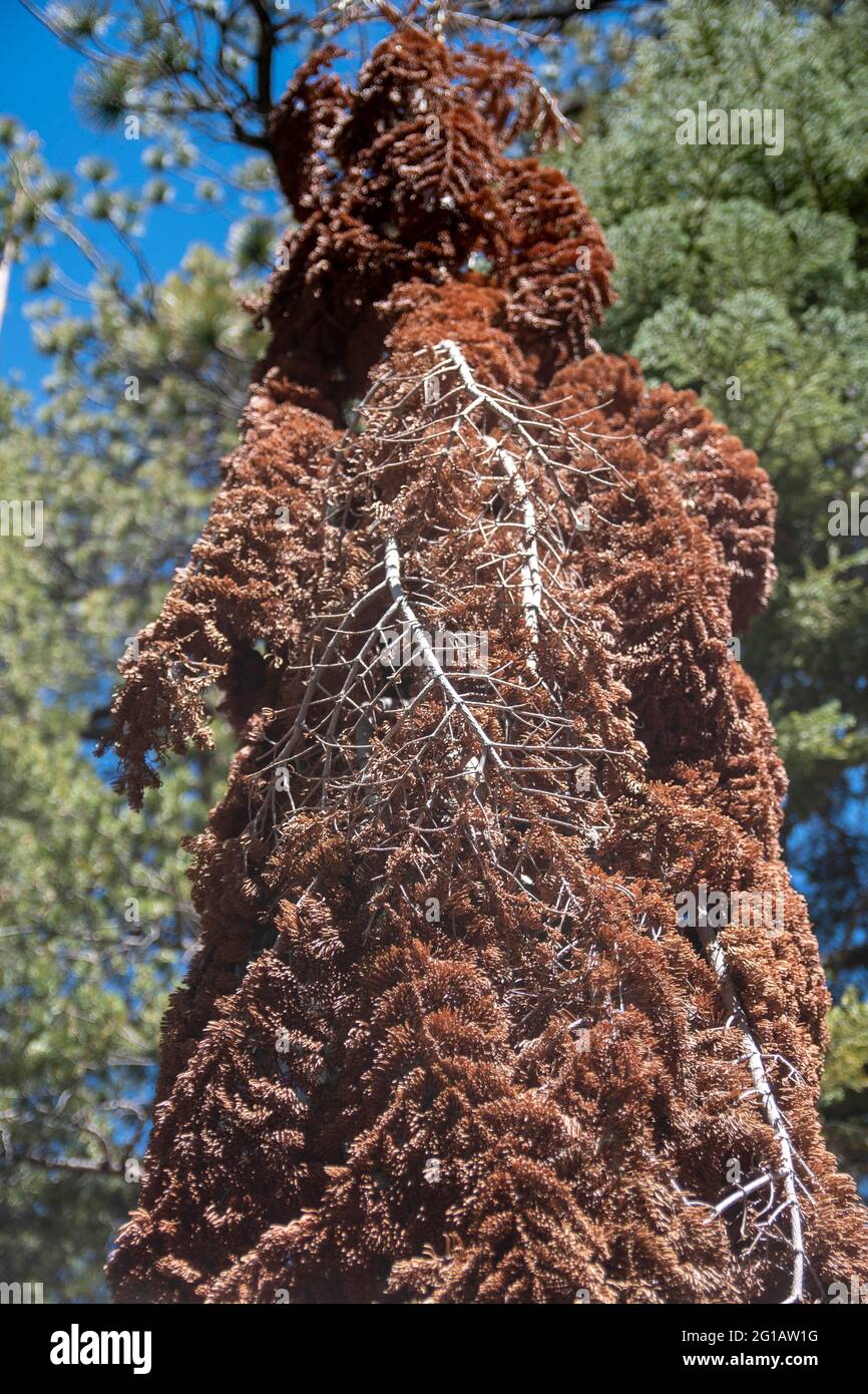 Mono inyo crater hi-res stock photography and images - Alamy