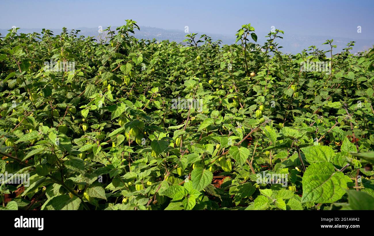 Cape Gooseberry, Rasbhari, Physalis Peruviana ,Peruvian Groundcherry ...