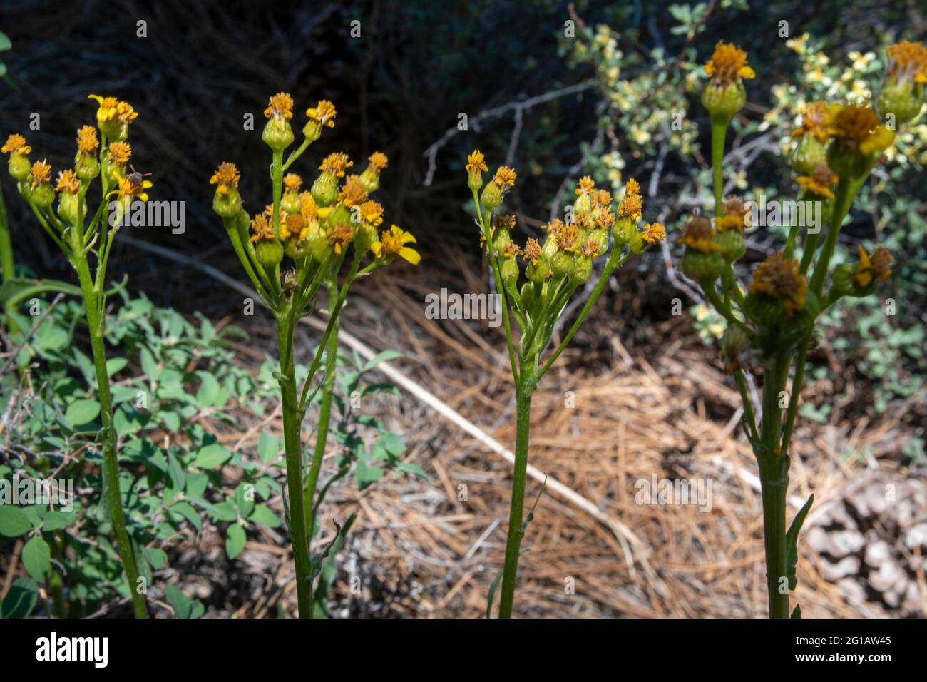 Inyo Craters is a young volcanic crater near Mammoth Lakes in Mono ...