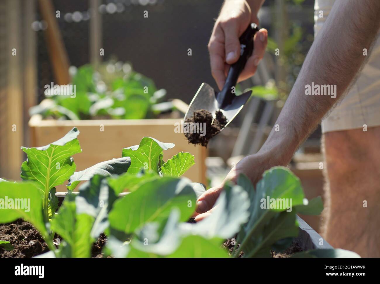 Vegetables planting person hi-res stock photography and images - Alamy