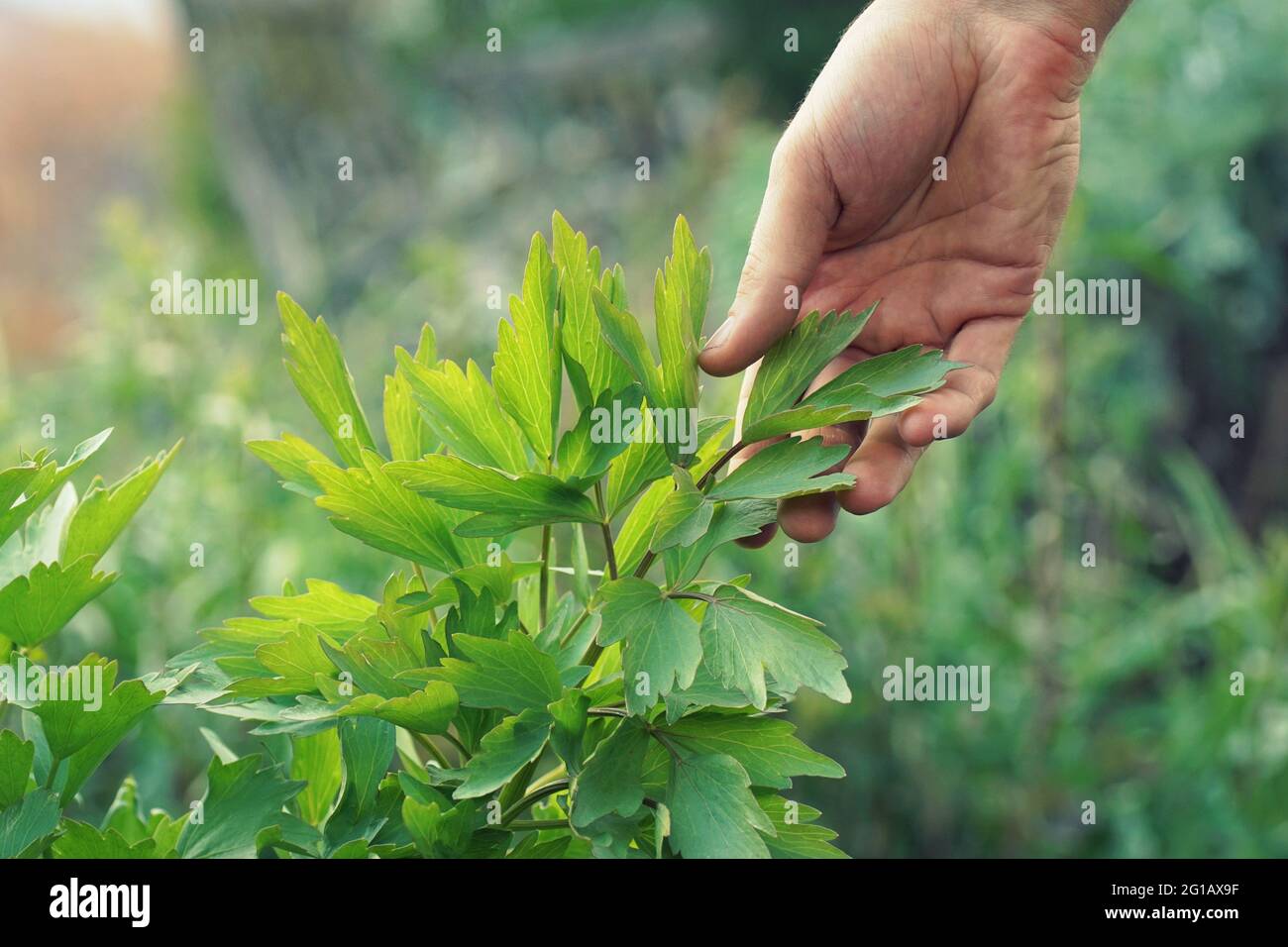 Hand seasoning spice hi-res stock photography and images - Alamy