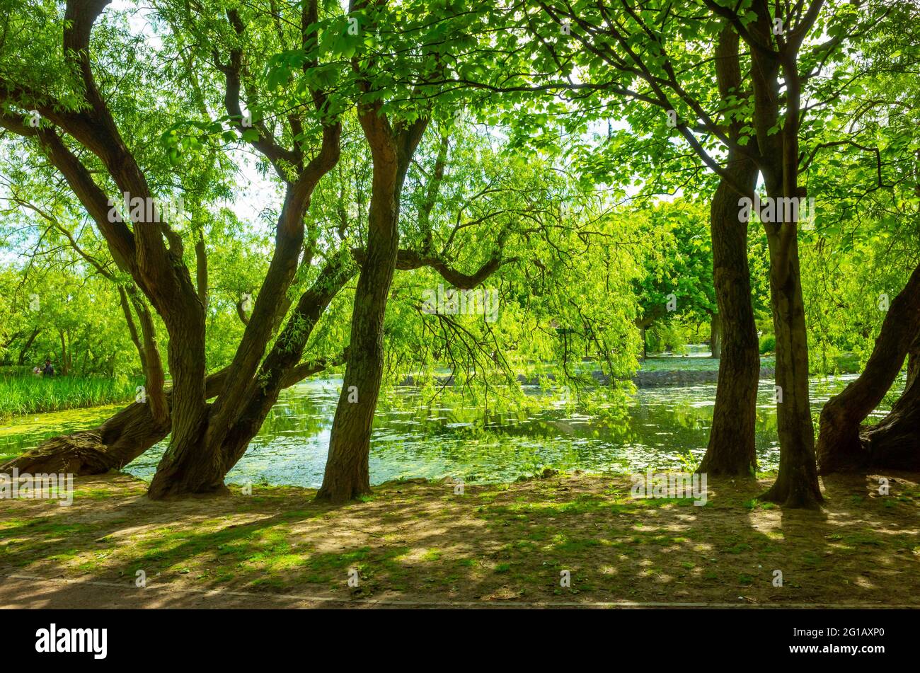 A sunny late spring day in Locke Park Lake Redcar North Yorkshire with ...