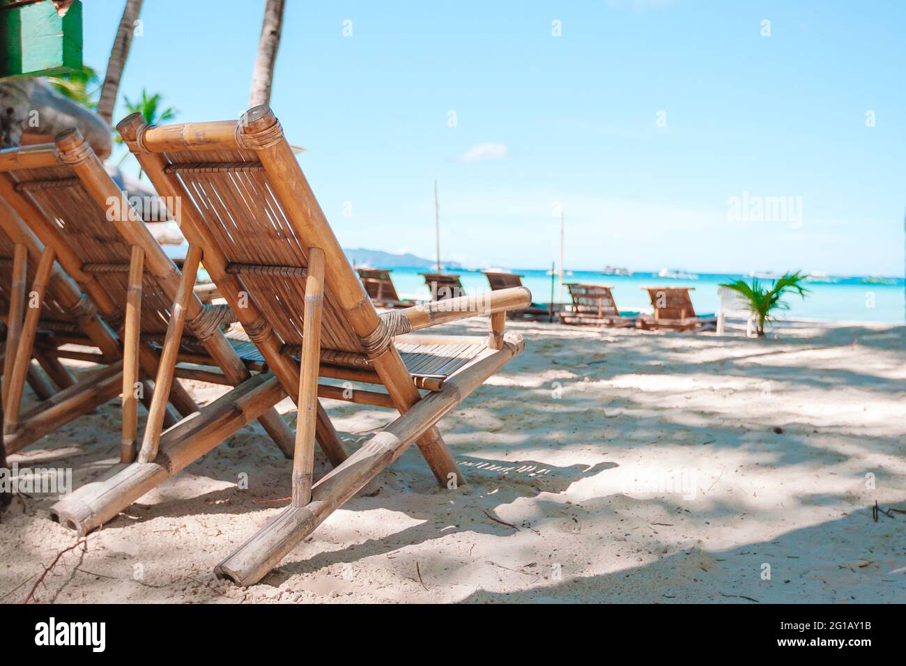 Coconut Palm tree on the sandy beach Stock Photo - Alamy