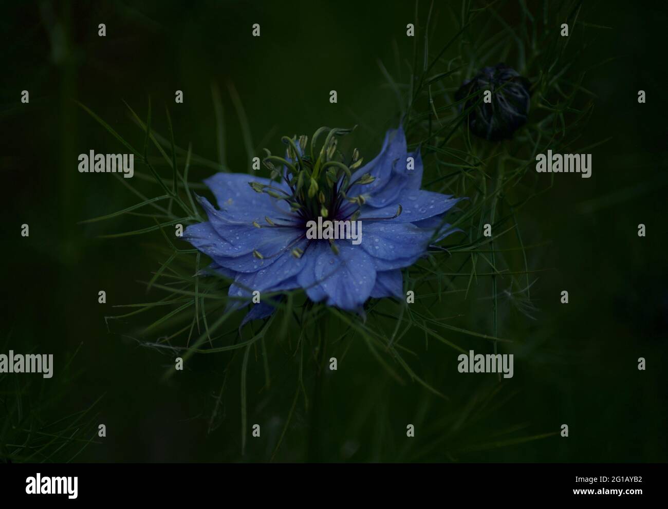 Nigella flower petals hi-res stock photography and images - Alamy