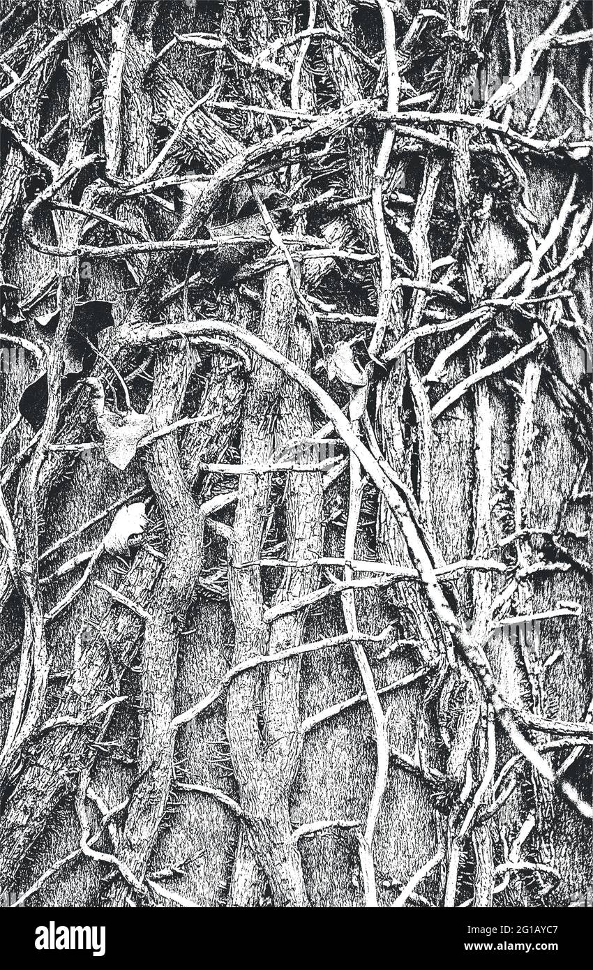 Distressed overlay wooden branch texture, grunge background. abstract ...