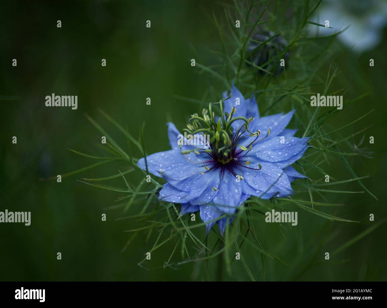 Wispy flower hi-res stock photography and images - Alamy