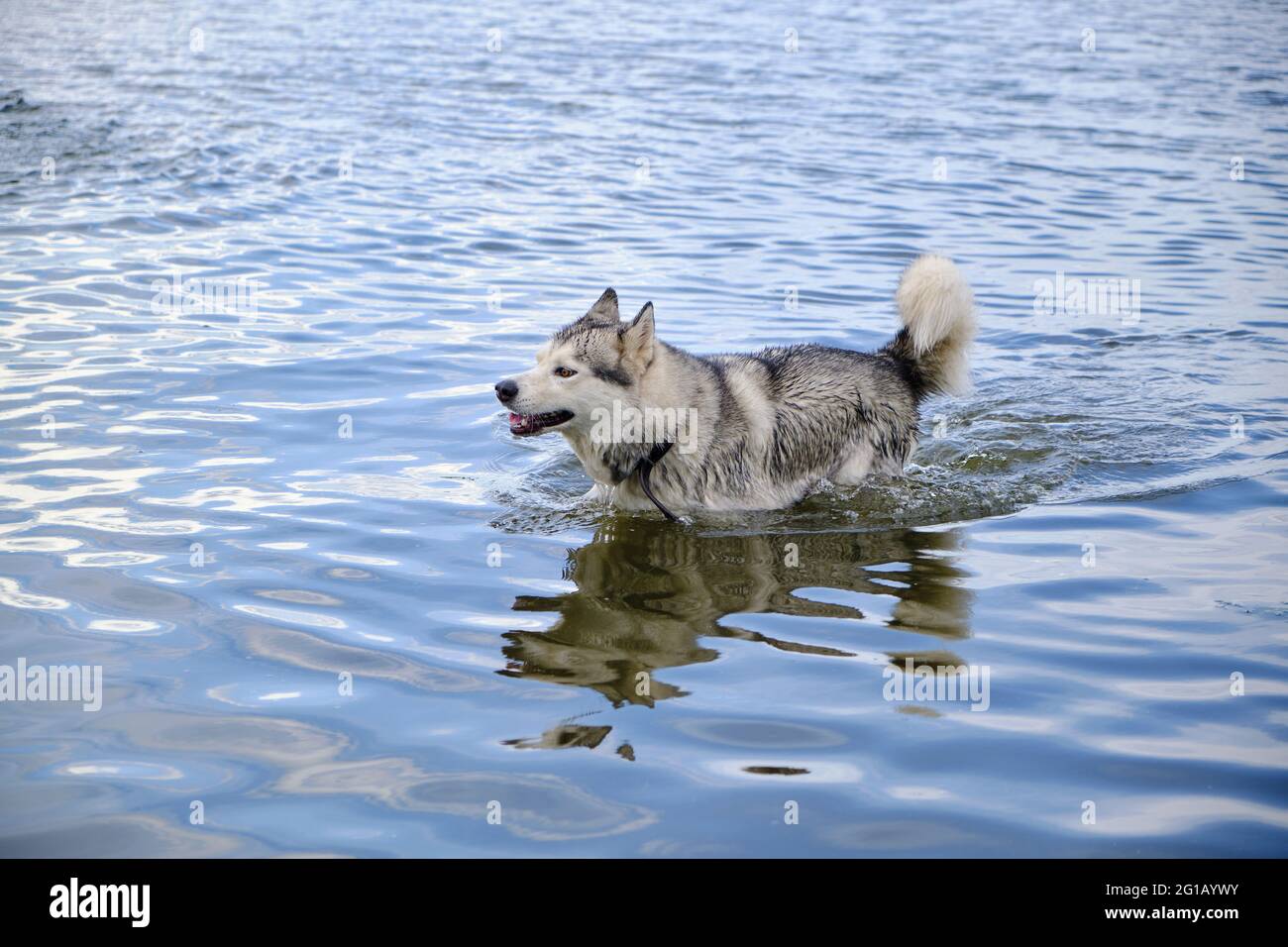 Husky swimming hi-res stock photography and images - Alamy