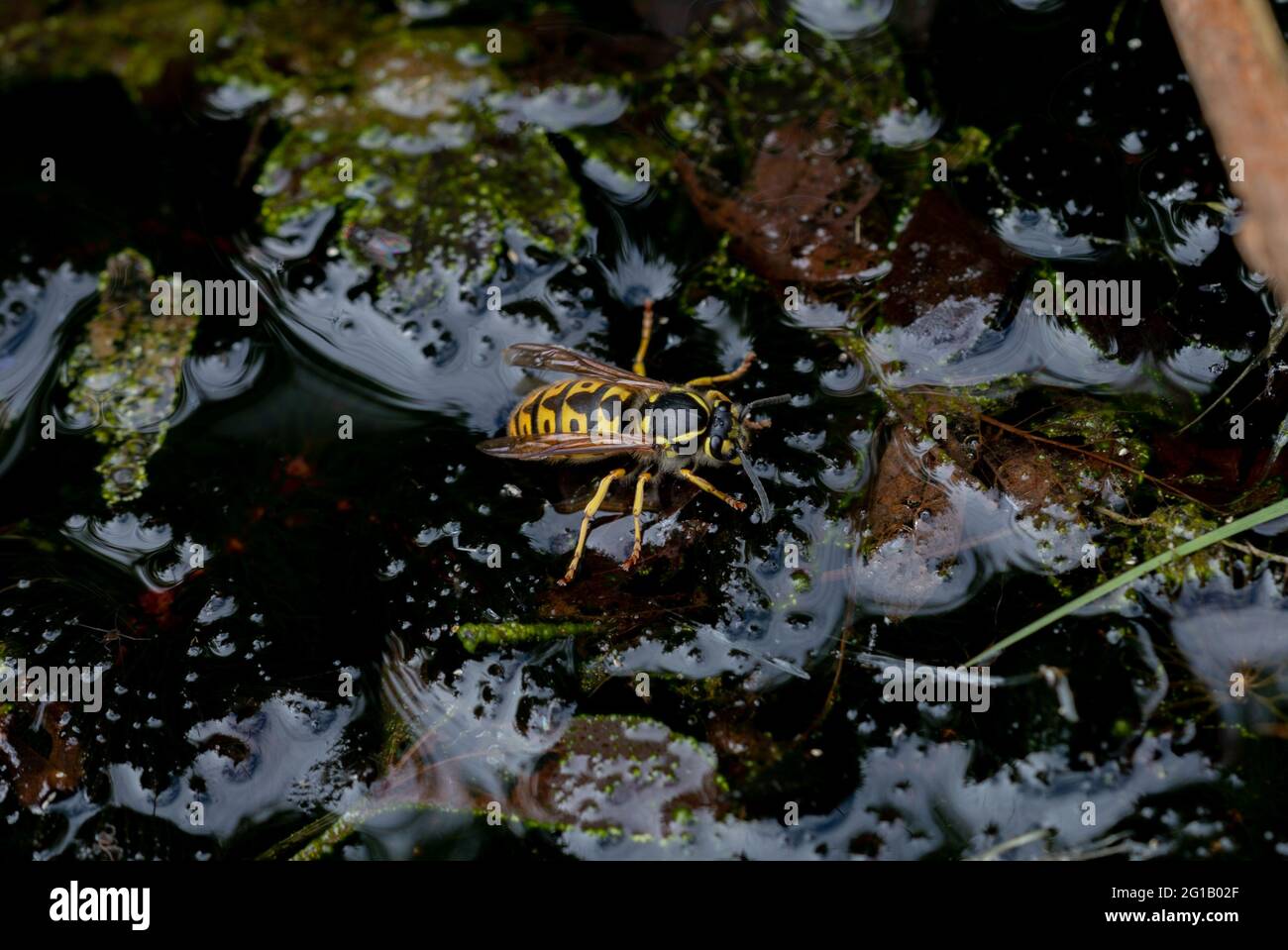 Common Wasp (Vespula vulgaris) drinking from a garden pond Stock Photo ...