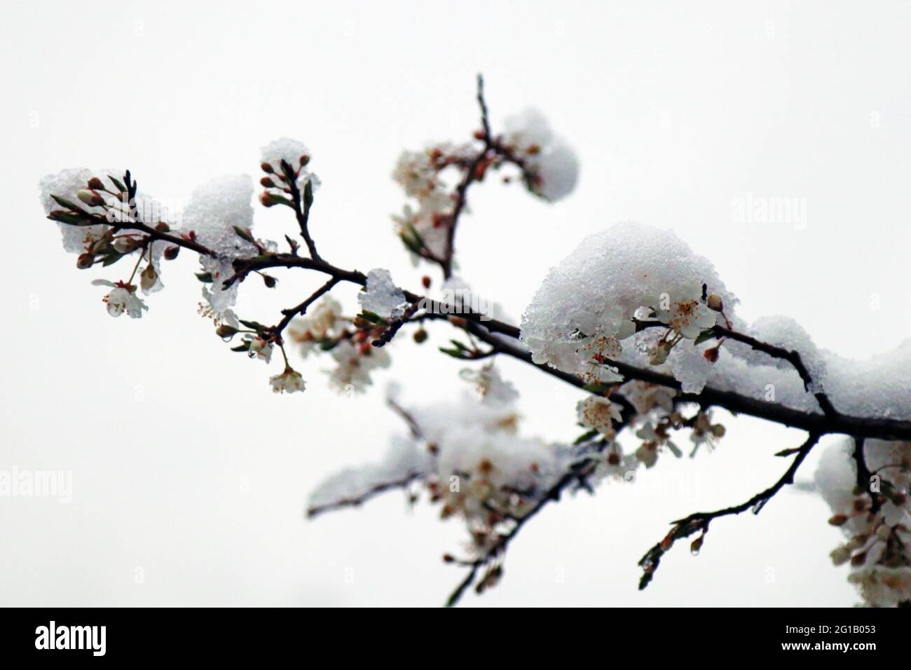 The plum blossom in the snow hi-res stock photography and images - Alamy