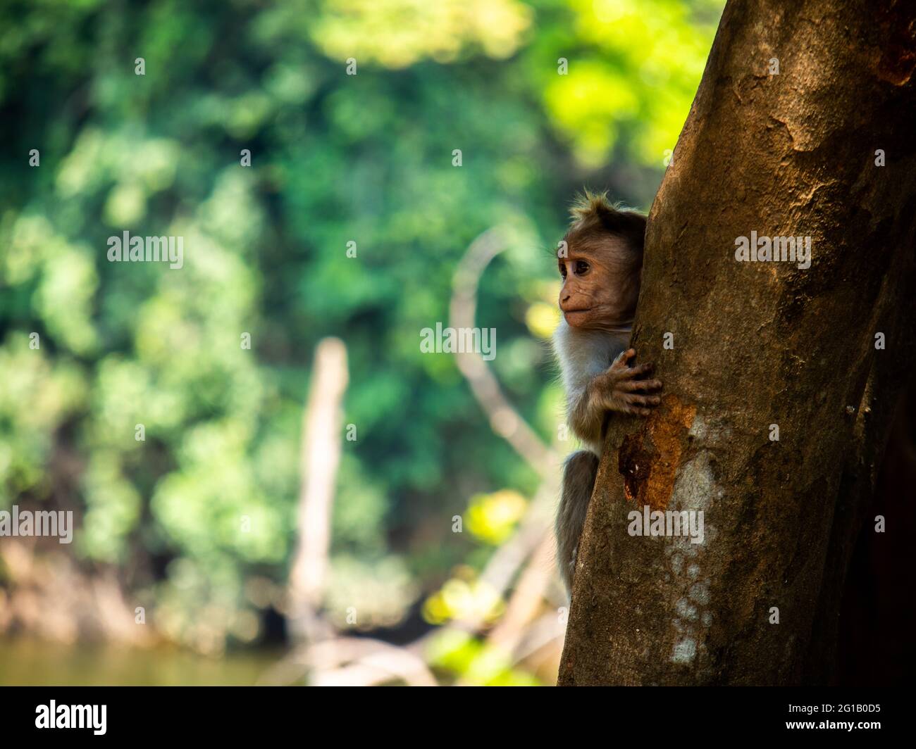 A cute funny macaque monkey hiding behind a tree trunk Stock Photo - Alamy