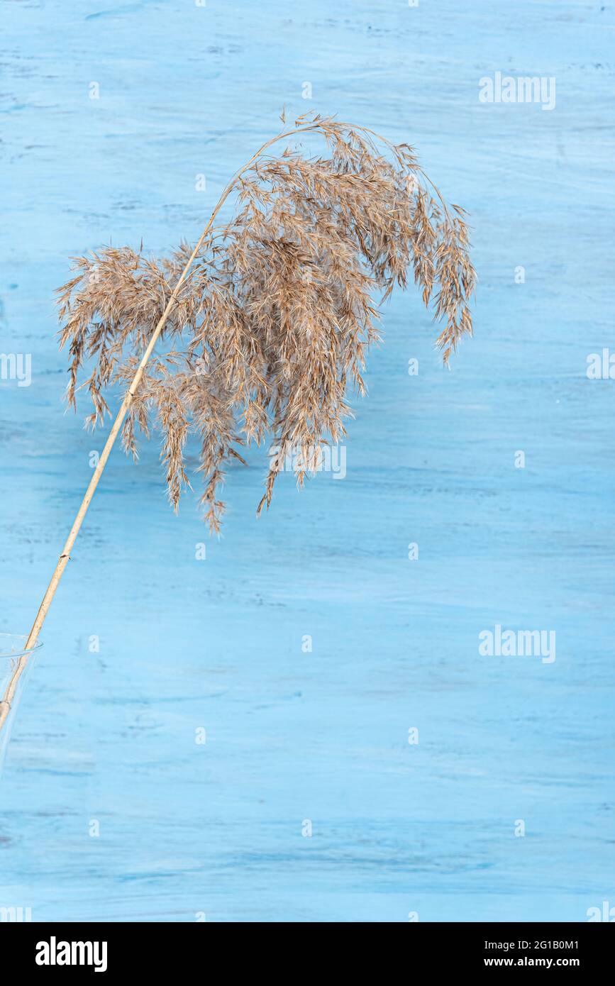 Fluffy dry reed inflorescence on light blue background Stock Photo - Alamy