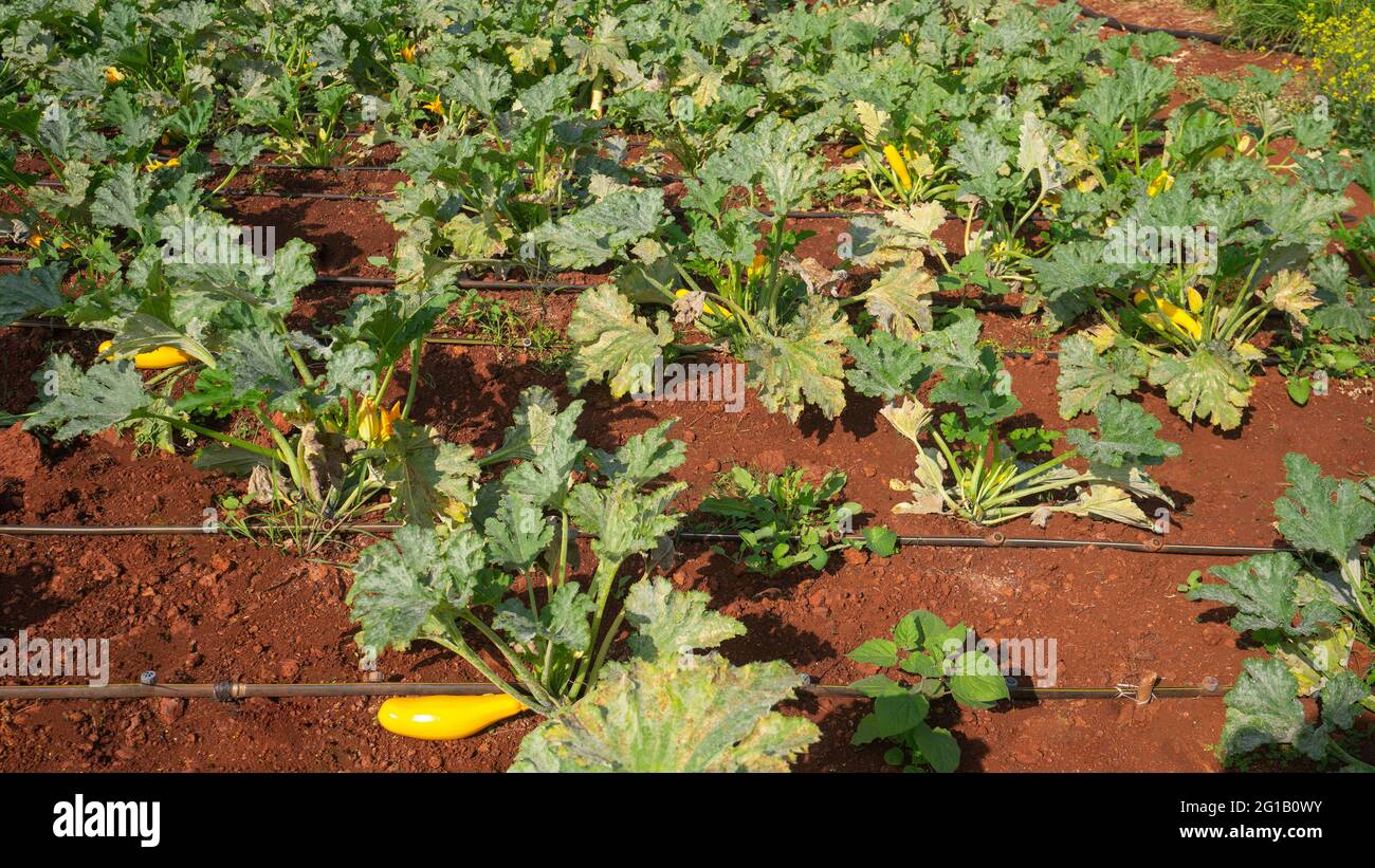 Drip irrigation system hi-res stock photography and images - Alamy