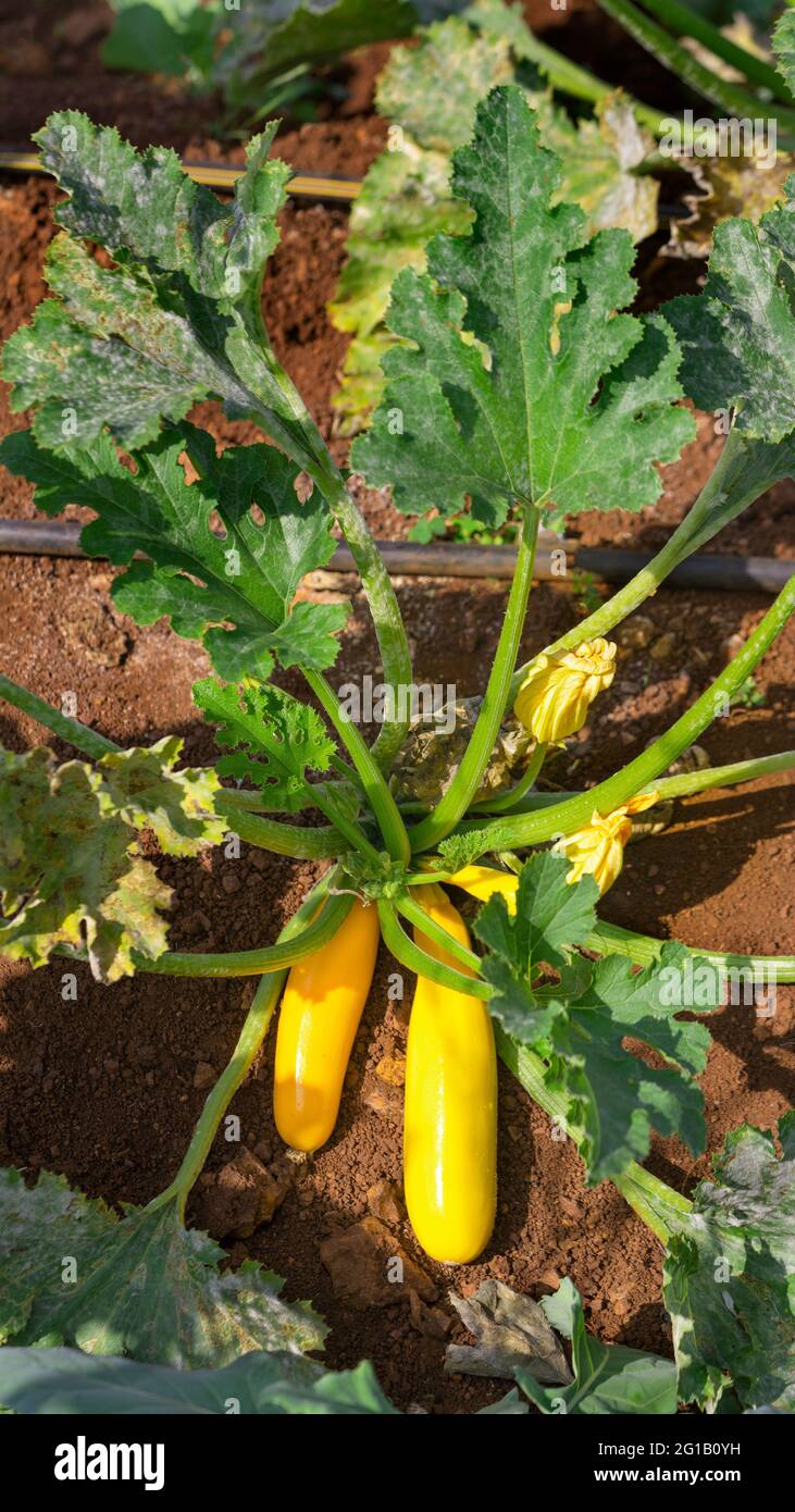 Closeup top view showing of pair Yellow Zucchini ,Courgette vegetables ...