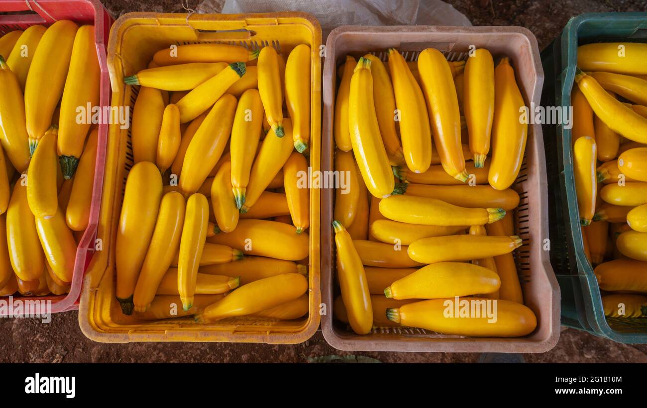 Closeup top view of freshly harvested and collected Yellow Zucchini ...