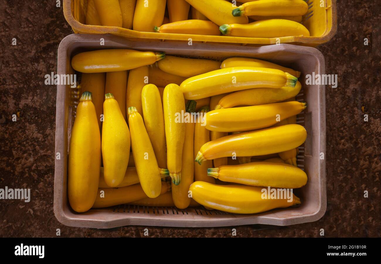 Closeup top view of freshly harvested and collected Yellow Zucchini ...