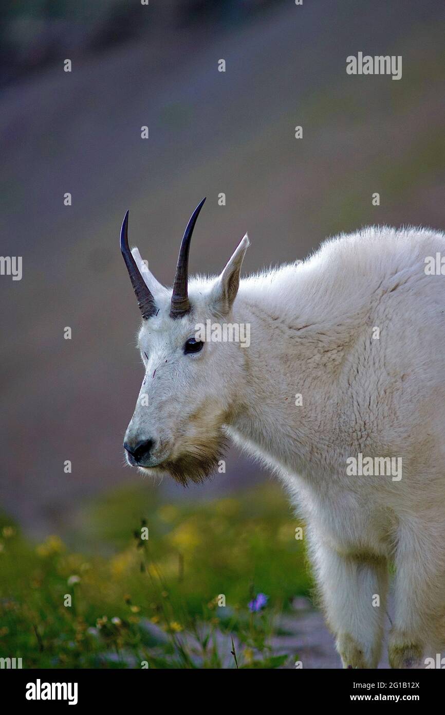 A cute white mountain goat in wild nature Stock Photo - Alamy