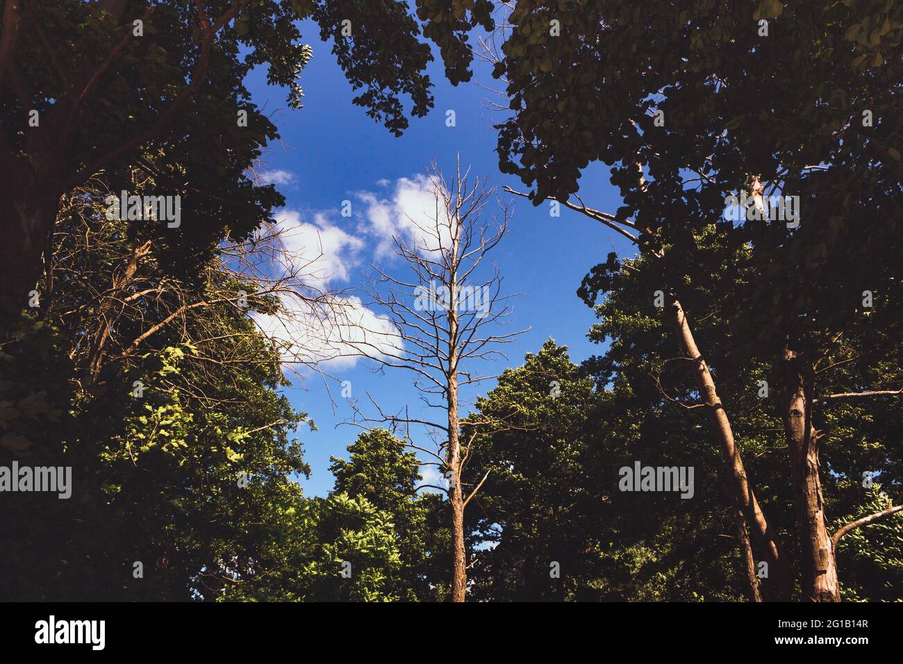 Lone dead tree in a small clearing on the beach in Poland in summer in ...