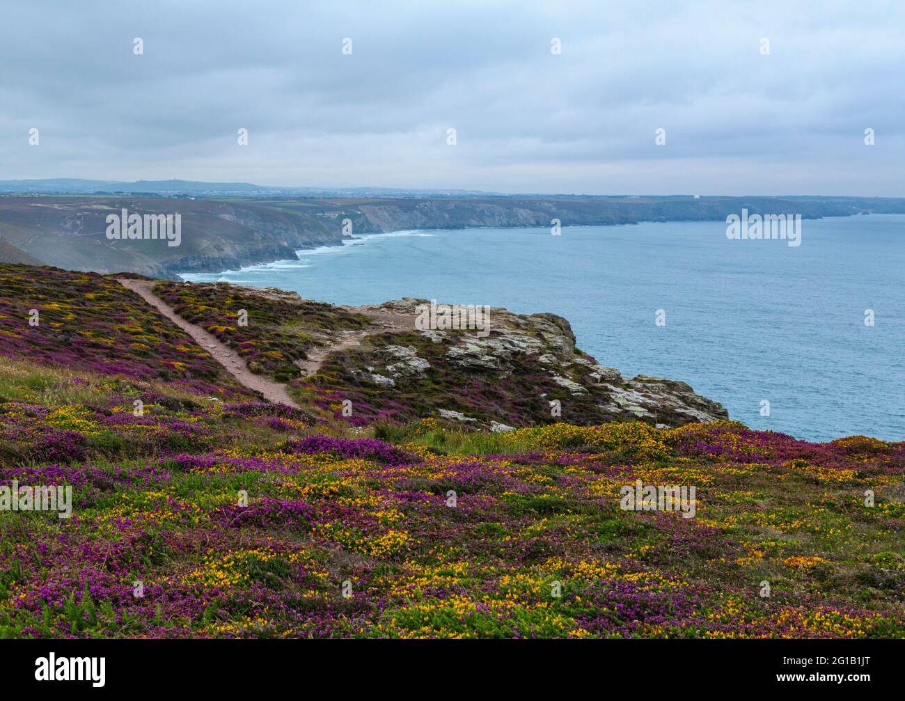 Heather at St Agnes Head Cornwall Stock Photo - Alamy