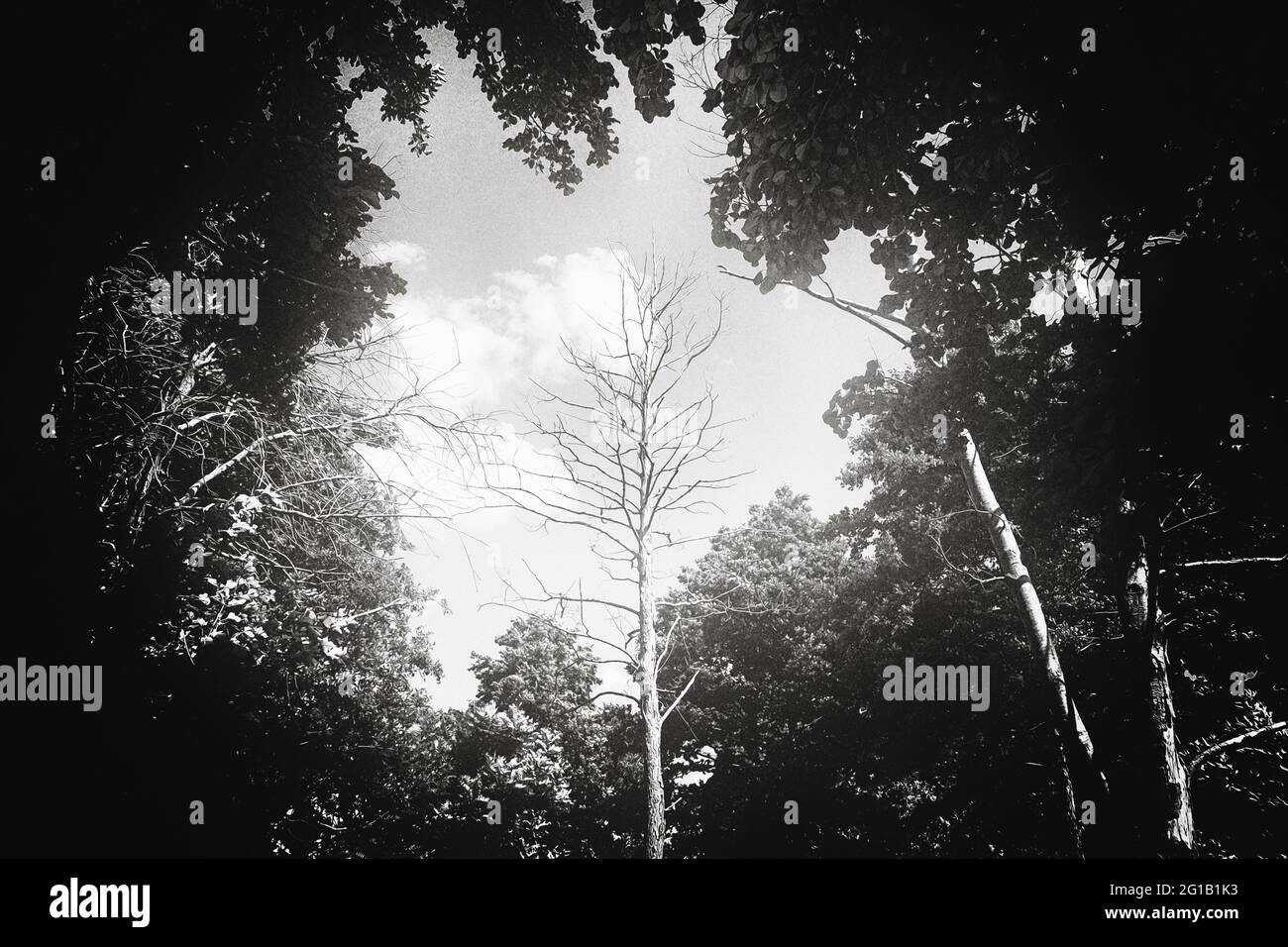 Lone dead tree in a small clearing on the beach in Poland in summer in ...