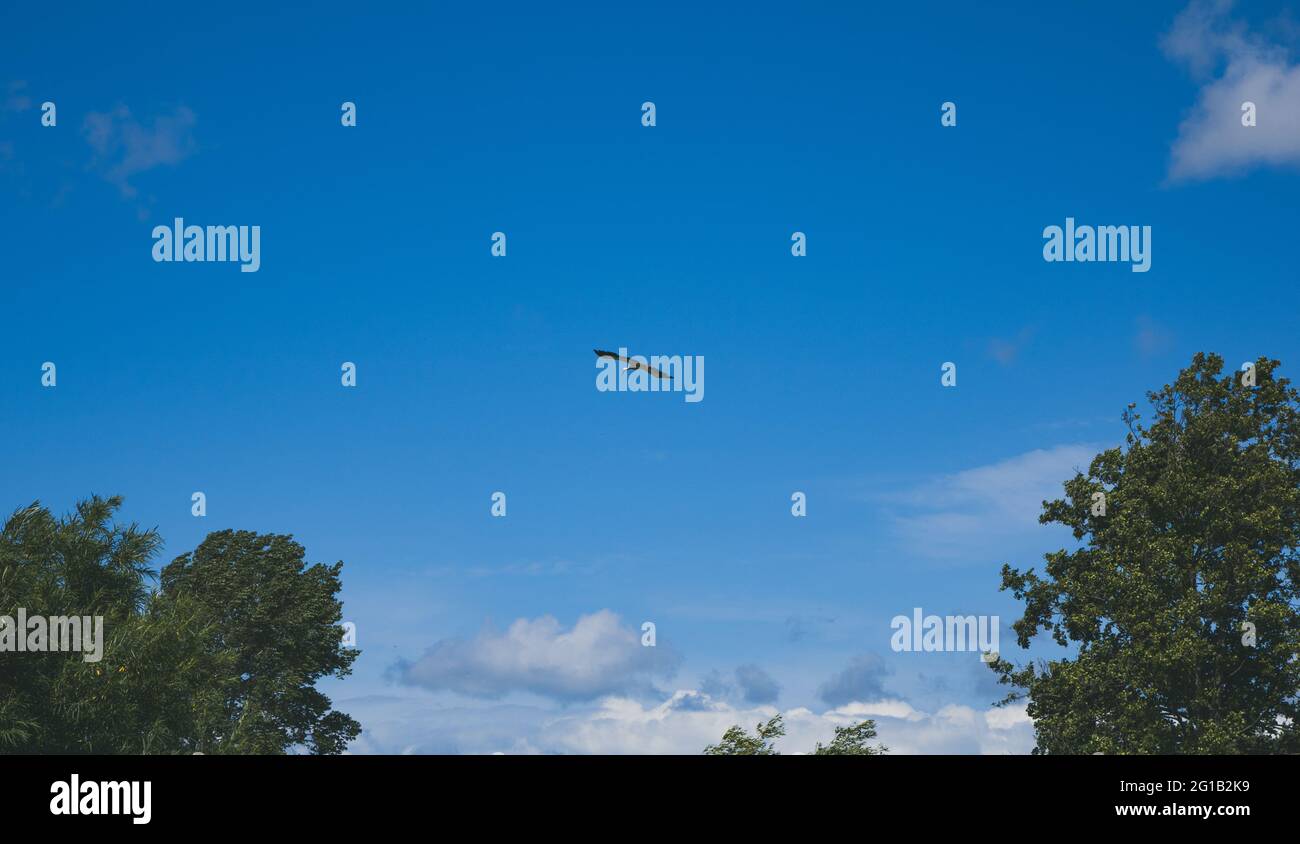 Stork bird in mid flight against a bright blue sky in summer in slow ...