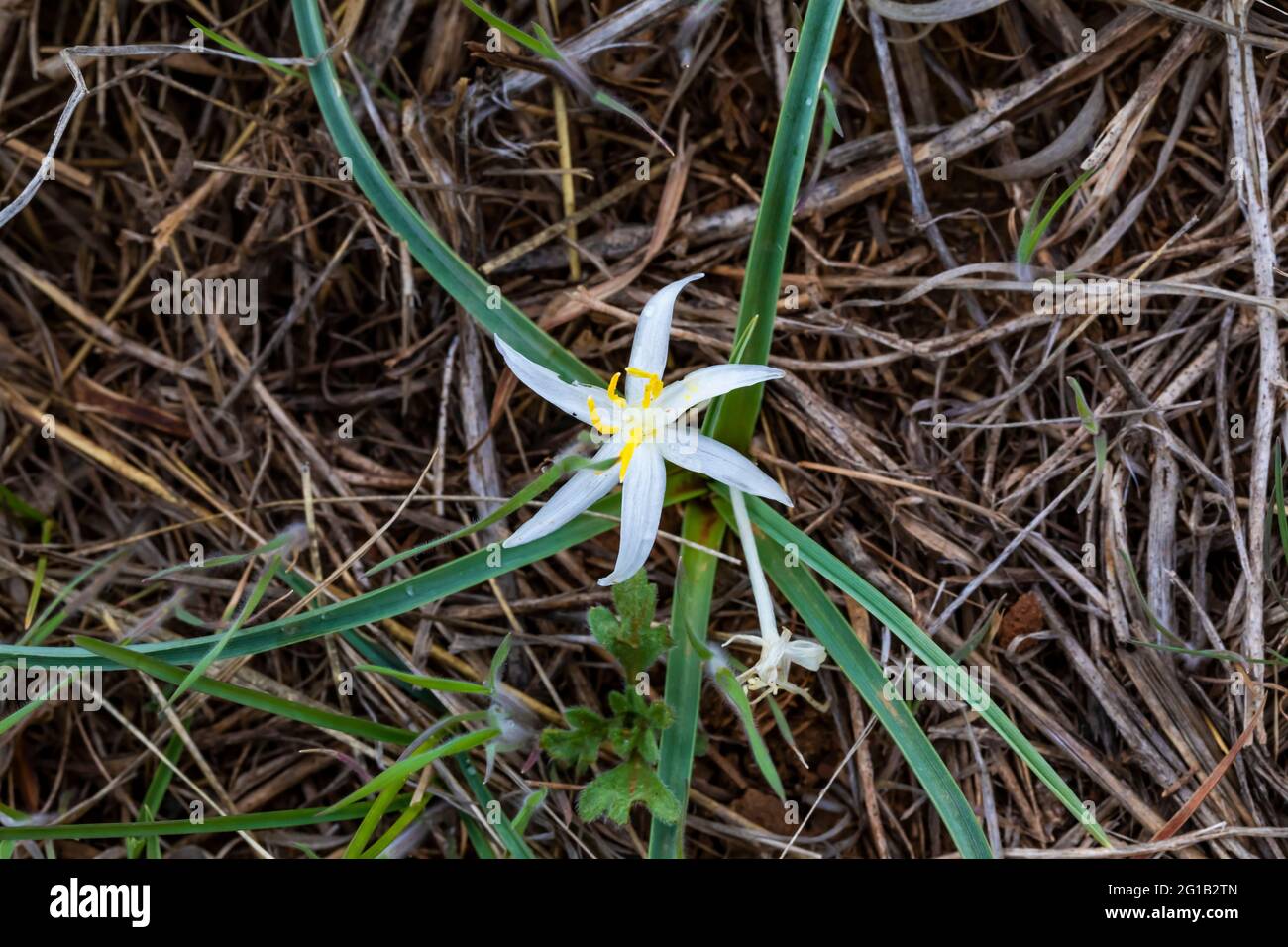 Sand Lily, Leucocrinum montanum, blooming along Joyner Ridge Trail in ...