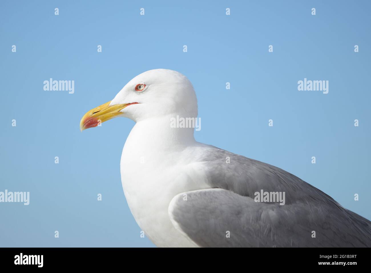 Specimen no hi-res stock photography and images - Alamy