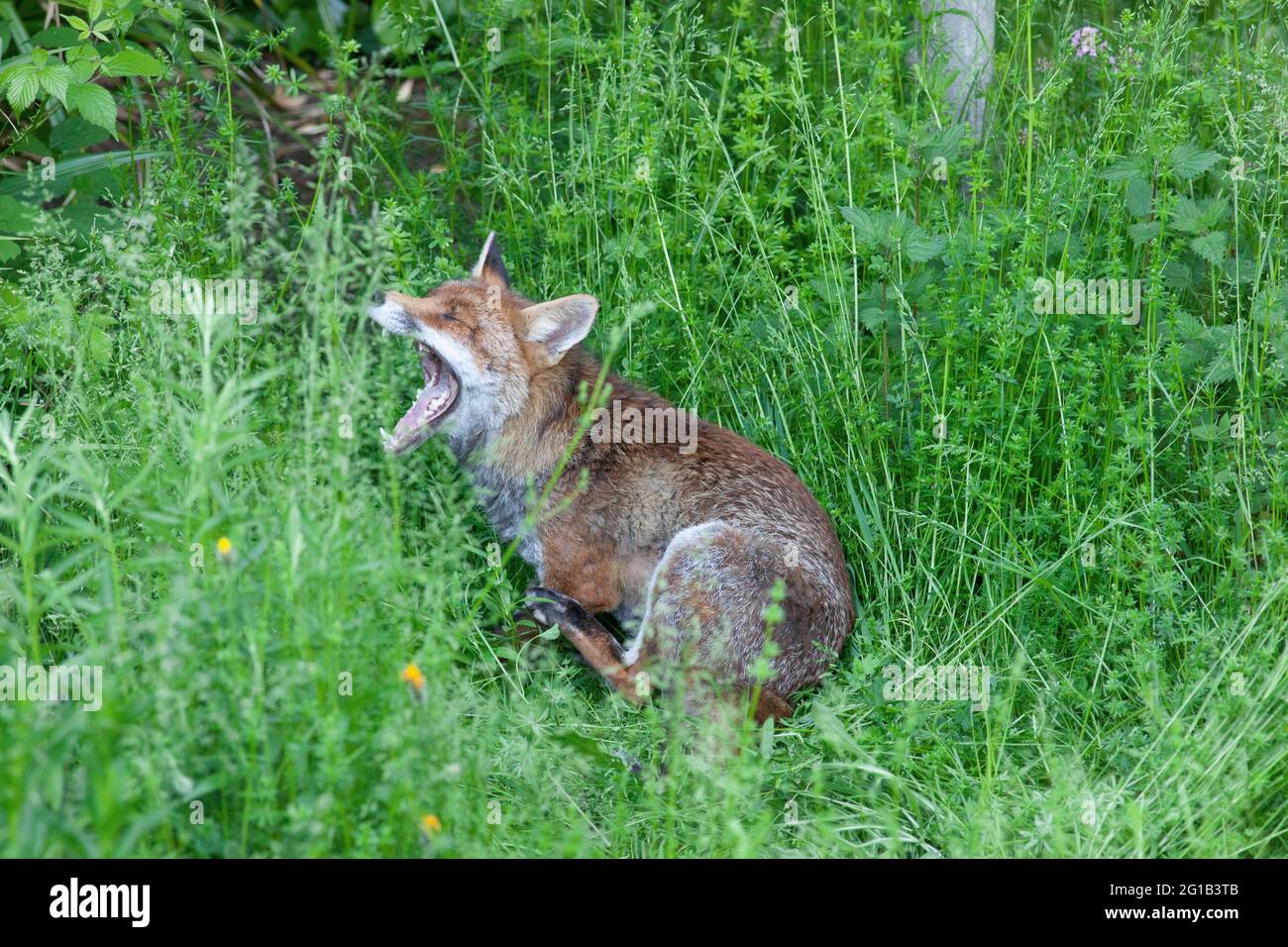 Foxs den hi-res stock photography and images - Alamy