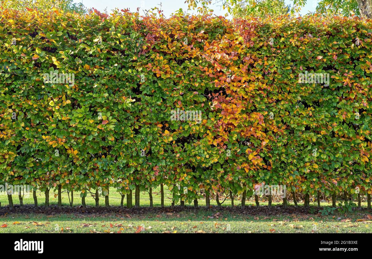 Hornbeam hedge in autumn (Carpinus betulus Stock Photo - Alamy