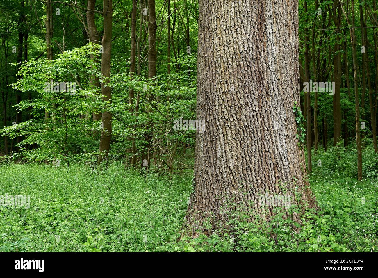 Oak tree in the forest Stock Photo - Alamy